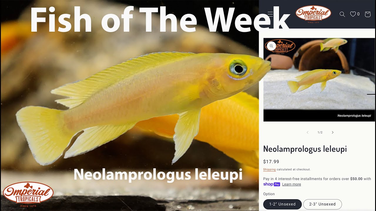 Neolamprologus leleupi #imperialtropicals #Neolamprologus leleupi - YouTube