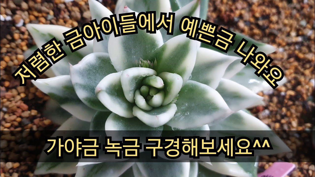 2월 3일 가야금 녹금 등 저렴하지만 예쁜 아이와 특이종 금 구경해보세요 다육 다육이금 다육이 다육식물 다육이키우기