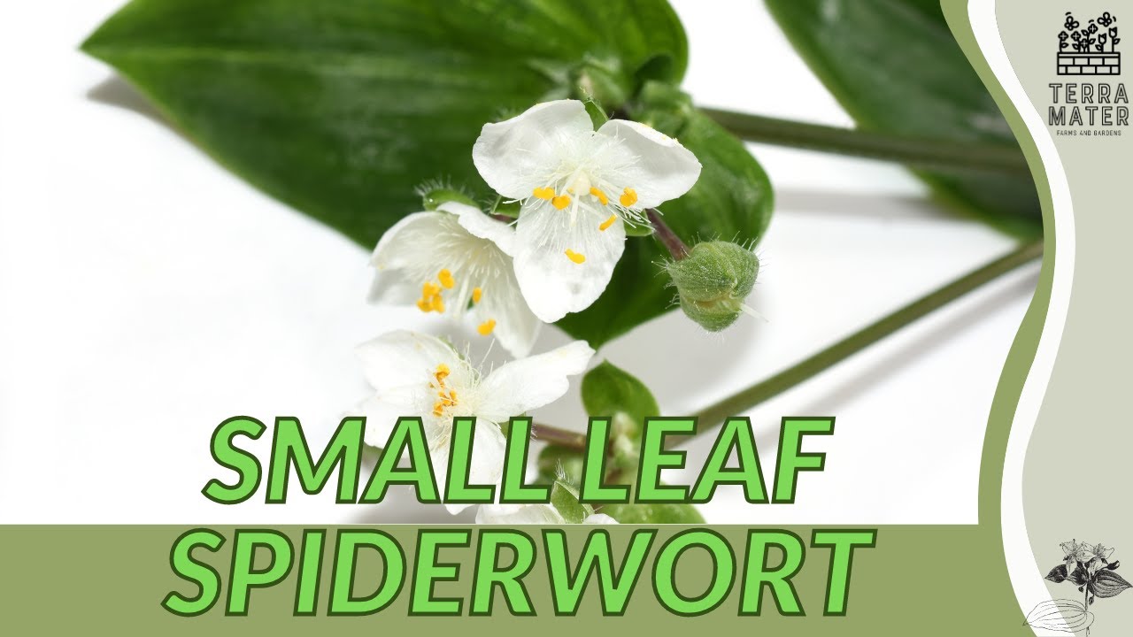 SMALL LEAF SPIDERWORT Information, Description & More! (Tradescantia ...
