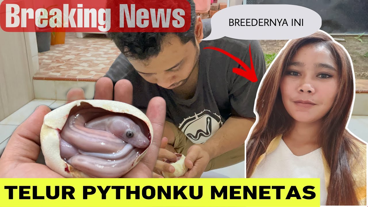 DILUAR NALAR TELUR ULAR PYTHON PANJI PETUALANG MENETAS - YouTube