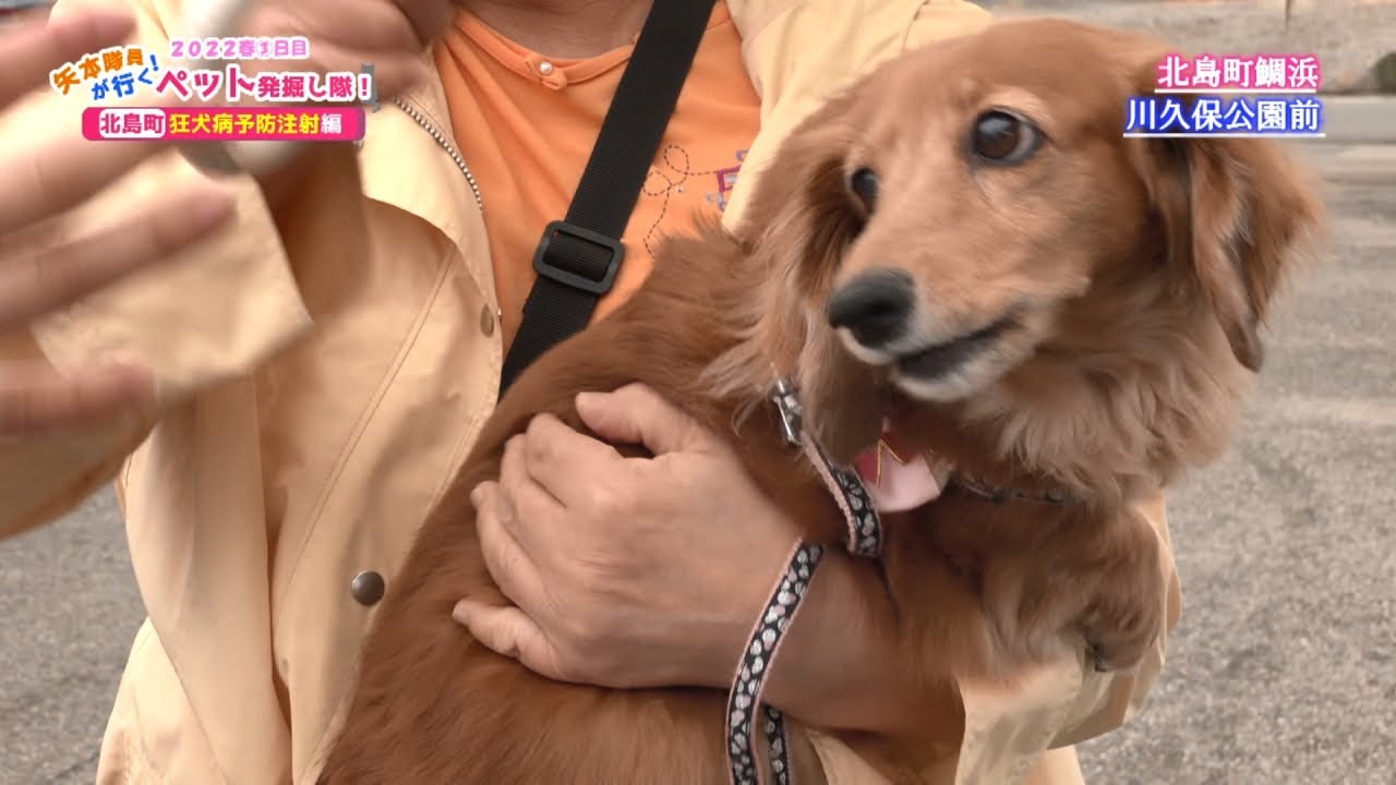 ペット発掘し隊! 北島町 狂犬病予防注射編 キューテレビ 矢本玖紀 ペット番組 徳島 2022年6月放送 徳島 ケーブルテレビ Youtube