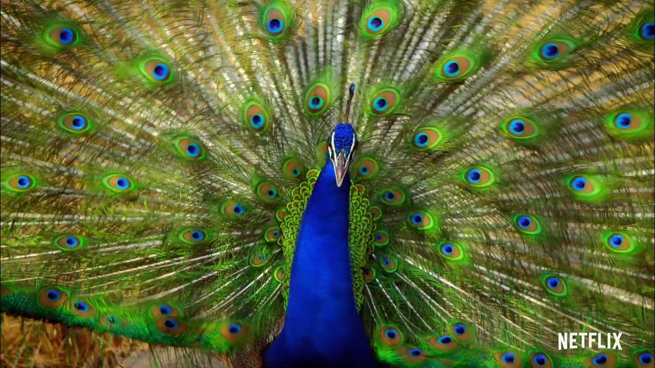 Life Of Color Official Trailer | David Attenborough | Netflix - YouTube