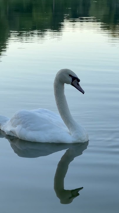 Невероятный белоснежный лебедь 🦢 #birds #bird #nature #лебеди # ...