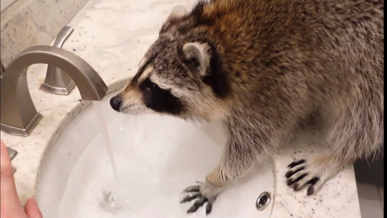 Raccoon washing his hands and playing in my room - YouTube