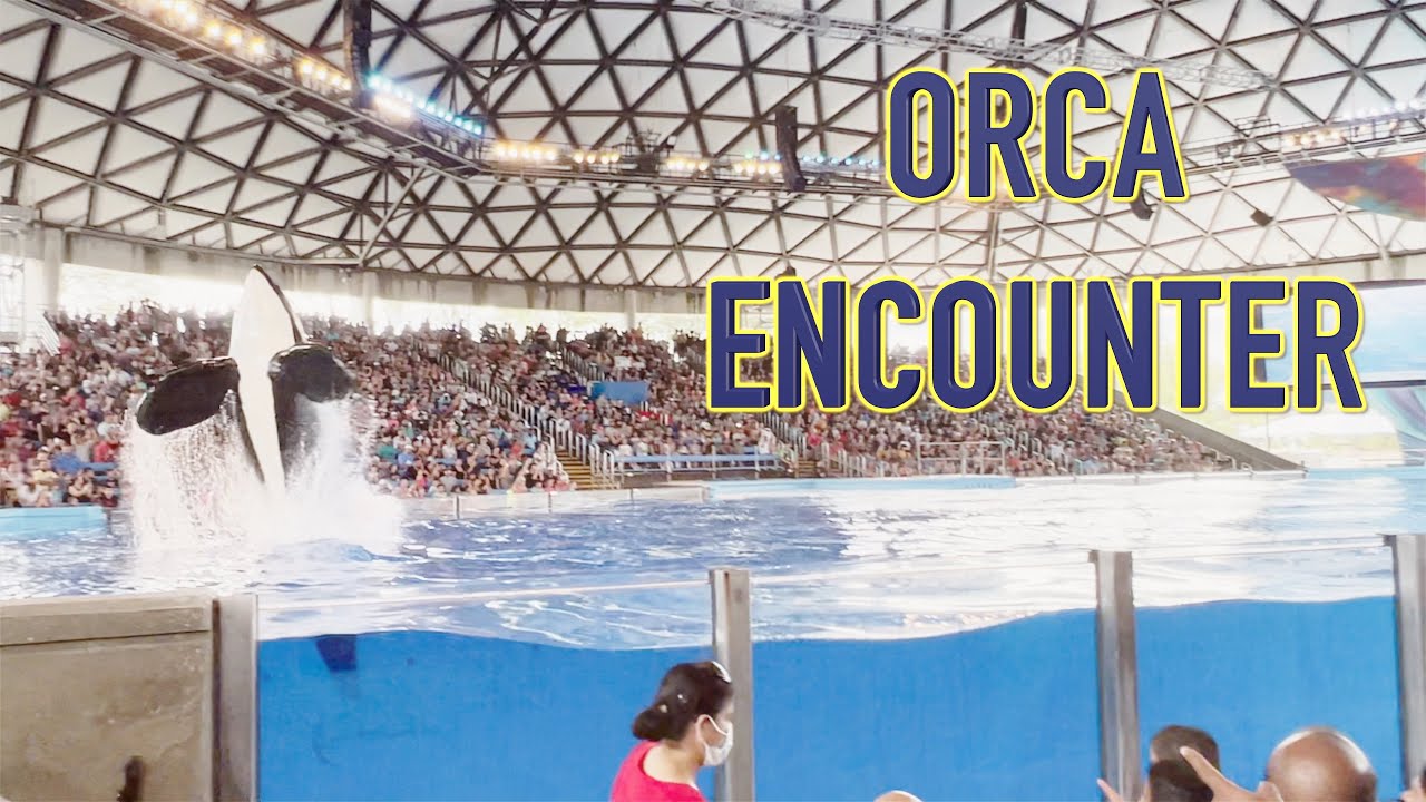 Seaworld San Antonio - Orca Encounter - YouTube