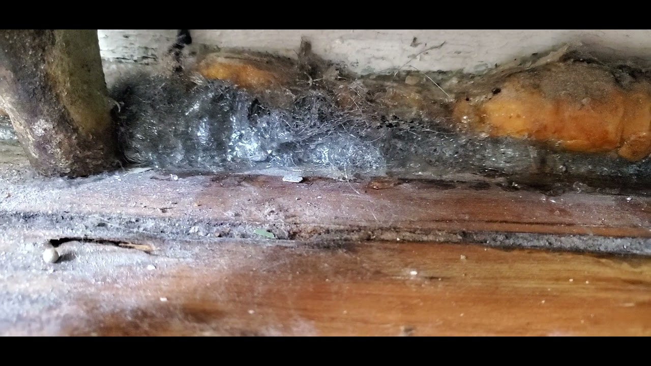 stop the damn mice in Boston! - YouTube