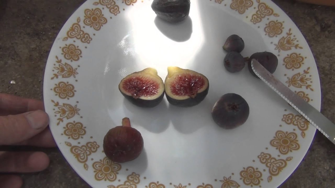 Atreano figs - YouTube