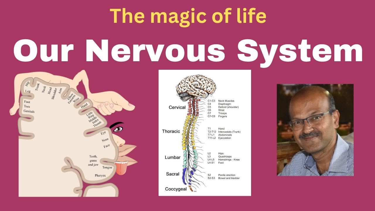 The magic of life-our Nervous system #brain #nerves #nervoussystem # ...