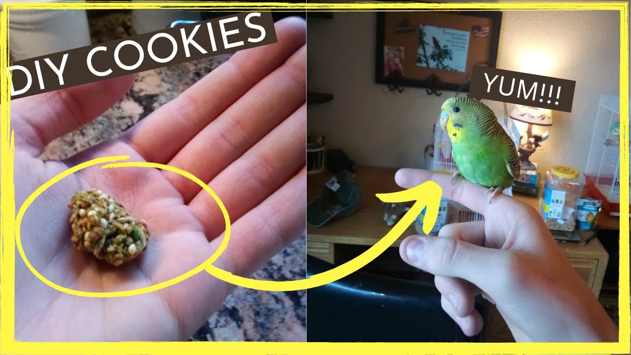 How to make DIY parrot cookies for your pet bird - YouTube