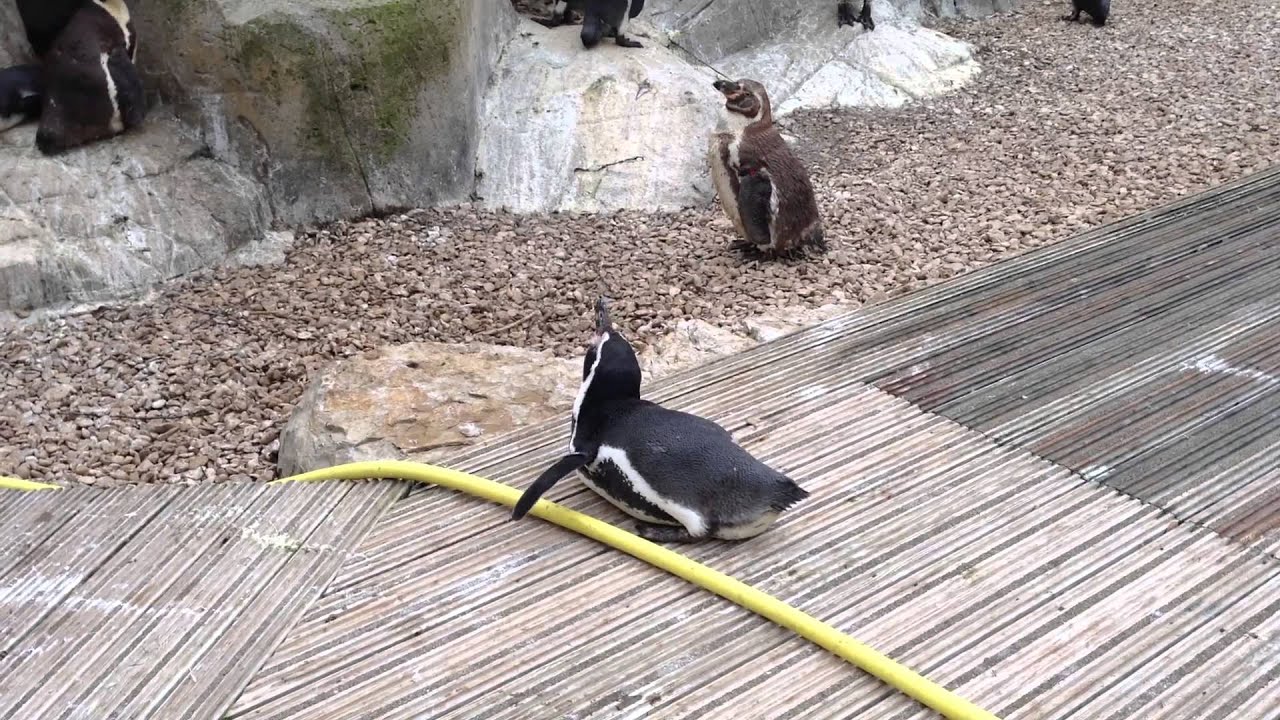 Funny Penguin Honking - YouTube