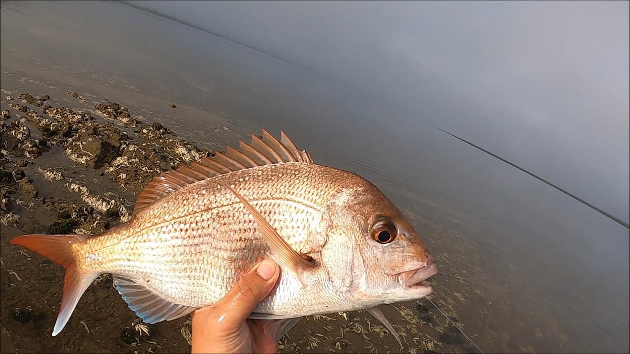 Estuary Fishing in the Far North NZ - YouTube