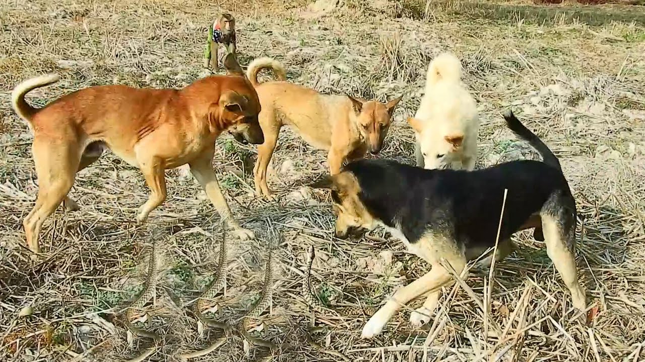 Terrify Video ! SokYaa Can't Join This Catching Cos So Danger - YouTube