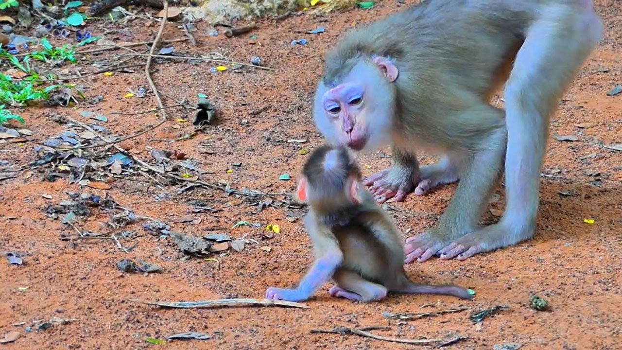 So amazing mom monkey Loy is making fun with her baby - YouTube
