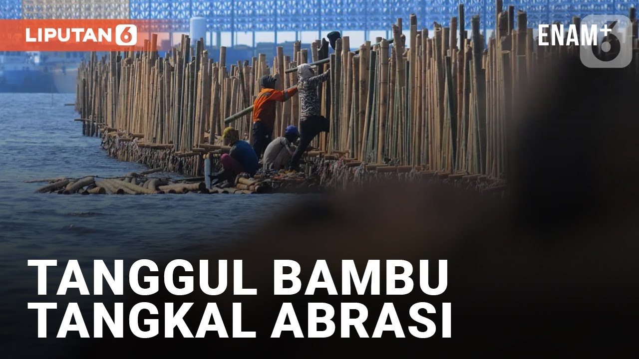 Turap Bambu Pencegah Abrasi di Pesisir Bekasi | Liputan6 - YouTube