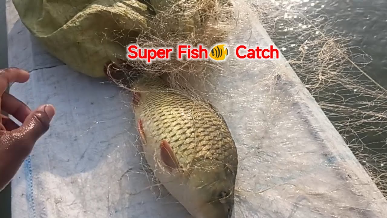 Super Fish Catch | Best Fish Catch Golden Fish | Amazing Fish Catching ...