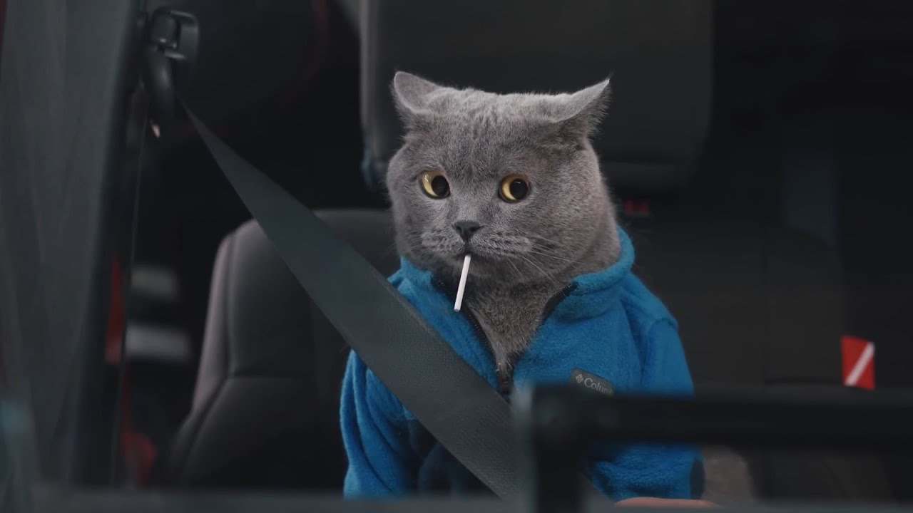 Aaron's Animals NEW VIDEO COMPILATION 2024 - YouTube