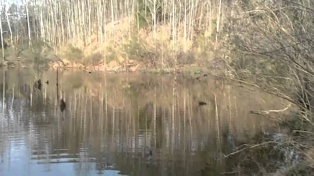 \ MONSTER SIGHTING IN NORTH CAROLINA !!!!! / - YouTube