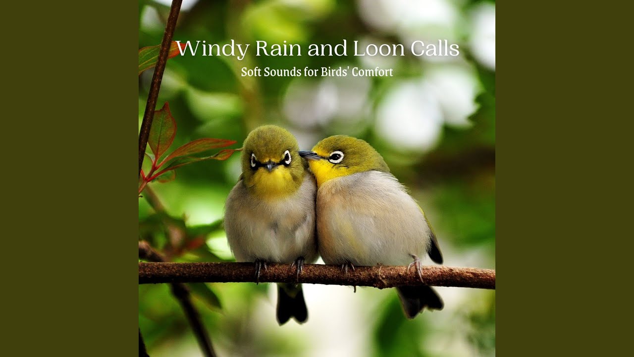 Breezy Bird Haven - YouTube Music