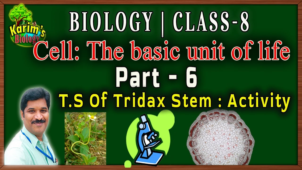 T.S of Tridax Stem || Class 8 || Biology || Cell: The basic unit of ...
