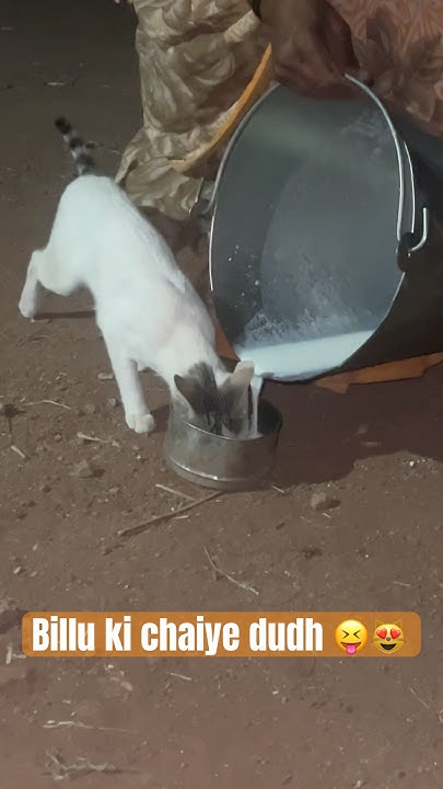 My cat wants milk badly😻😝 #cat #catlover #catvideos #catvideos #catshorts - YouTube