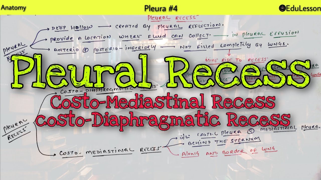 Anatomy of Pleura 4/4 || Pleural Recess - YouTube