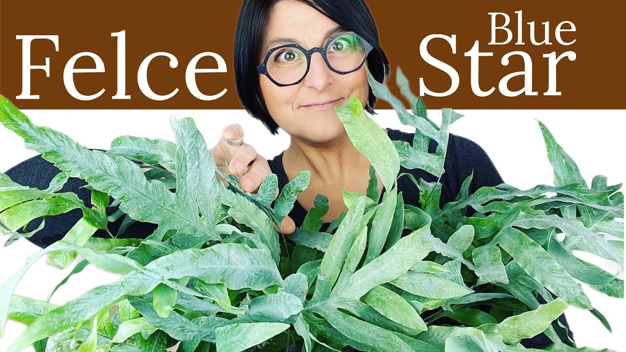 Felce Blue Star | piante epifite | cura delle piante - YouTube