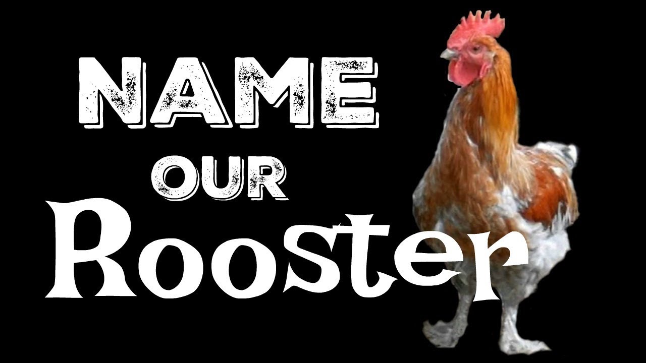 Name Our Rooster (because we cannot decide) - YouTube