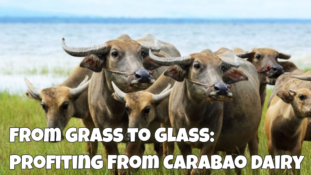 Value Chain Analysis of Carabao and Carabao-based Products in the ...