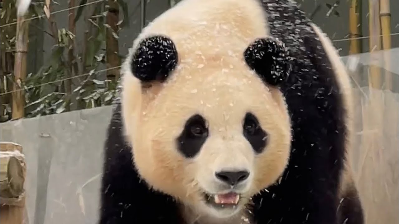 #푸바오#福寶#Fubao#판다#熊猫#panda#パンダ#福宝#pandababy - YouTube