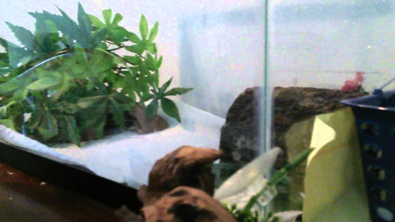 African Fat Tailed Gecko Setup - YouTube