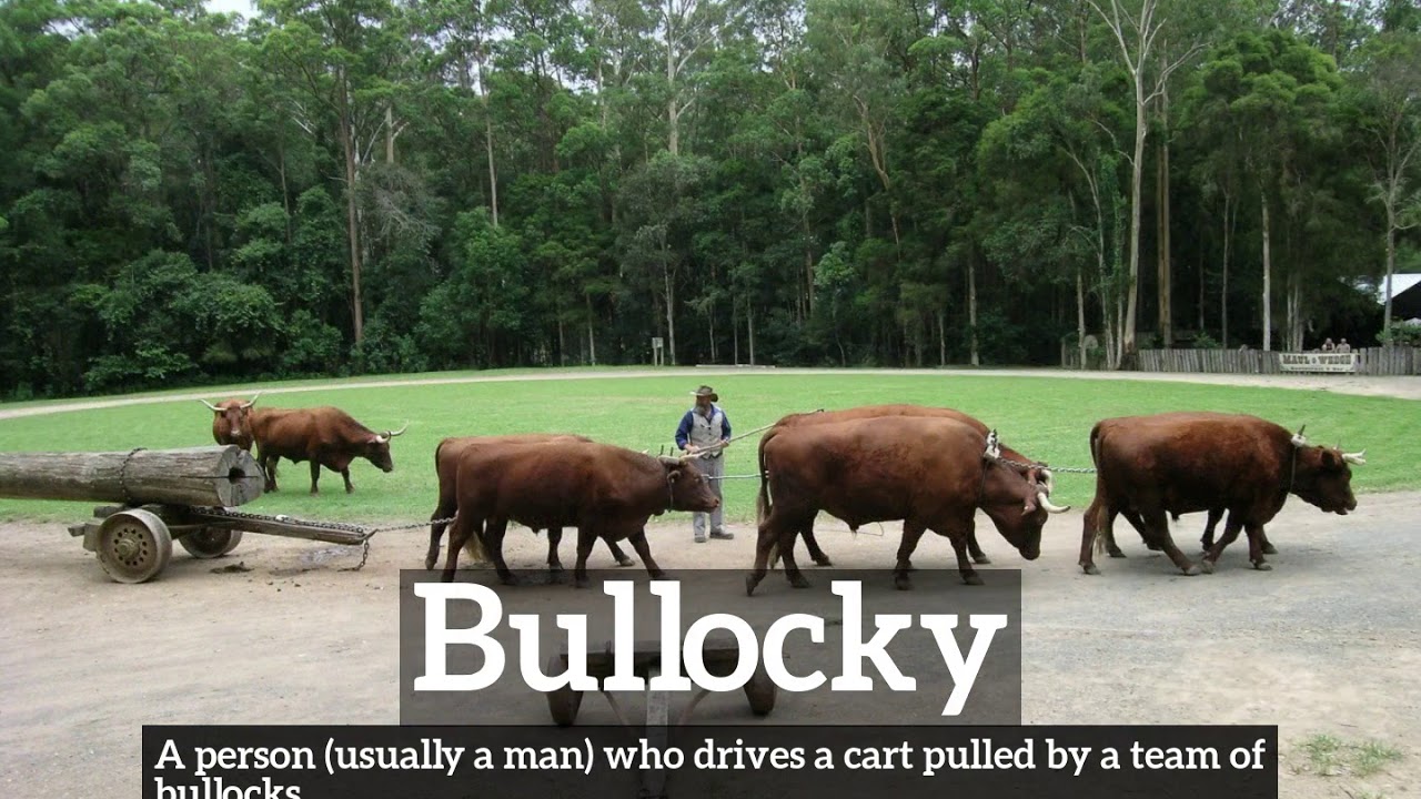 What is Bullocky? | How to Say Bullocky in English? | How Does Bullocky ...