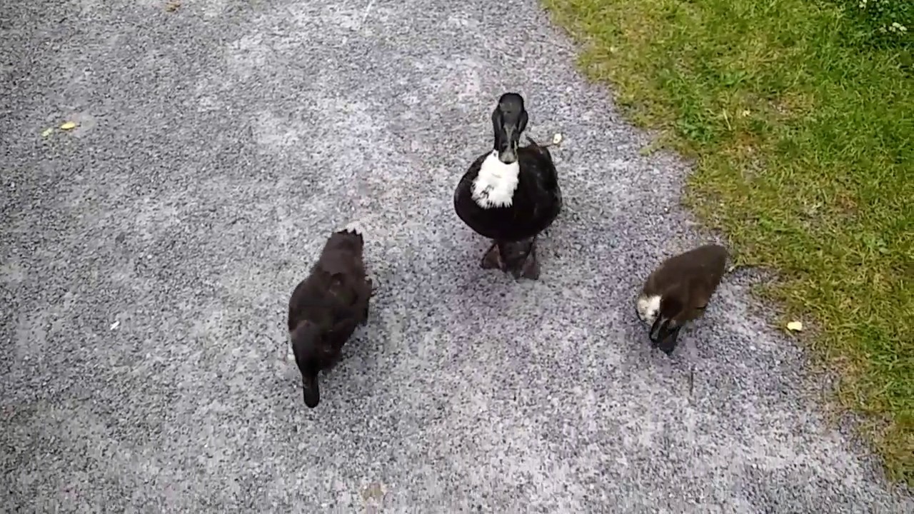 Ducks Swim In Fountain /Spit & Spat/ Congress Park Saratoga - YouTube