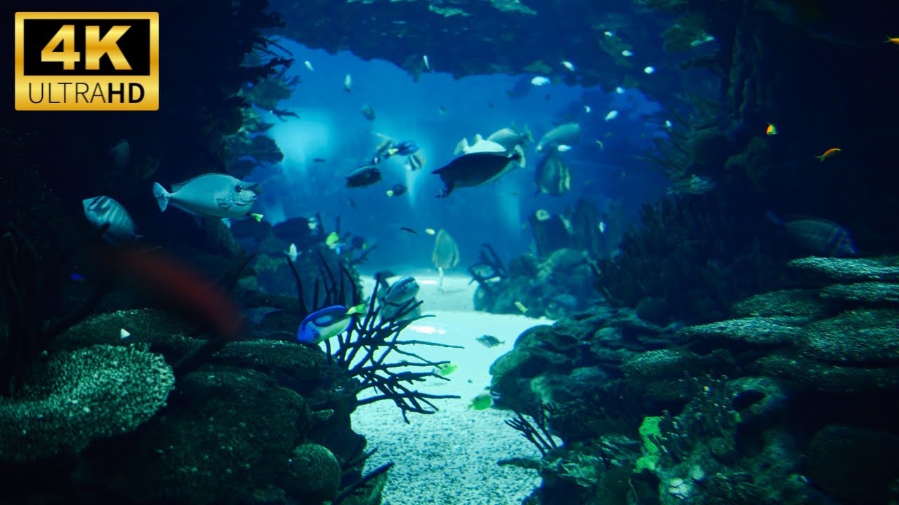 Under The Sea Ambience-Corals and Fish | Underwater Relaxing | 1 Hour ...