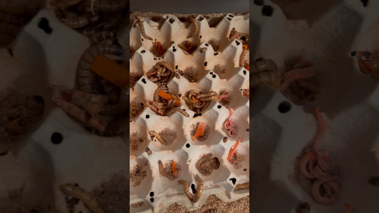 Current Superworm Farm. All Home Grown. Dec. 10, 2021 - YouTube