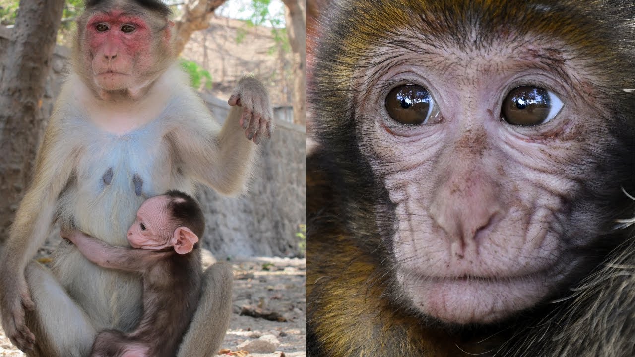Rhesus Macaque Monkeys 🐵 Baby Macaque Monkey Videos 🐵 - YouTube