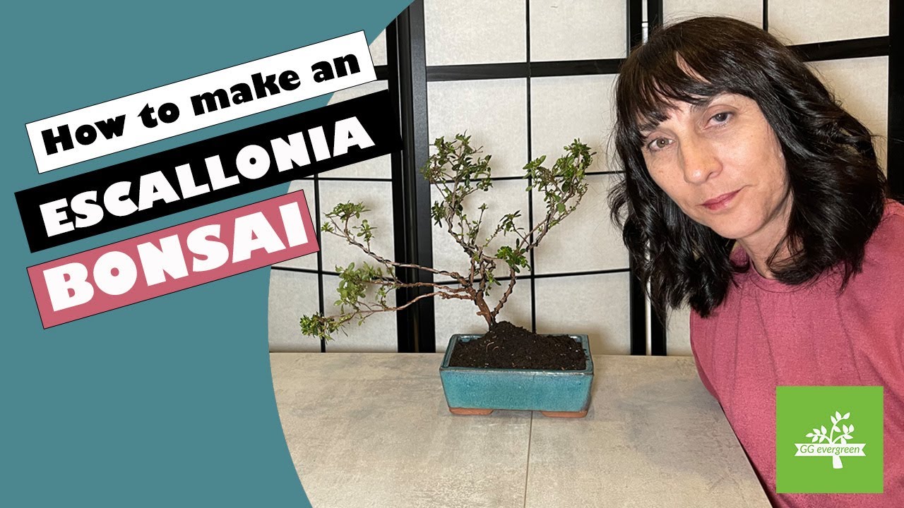 How to make an Escallonia shrub into a Bonsai for under £15 ...
