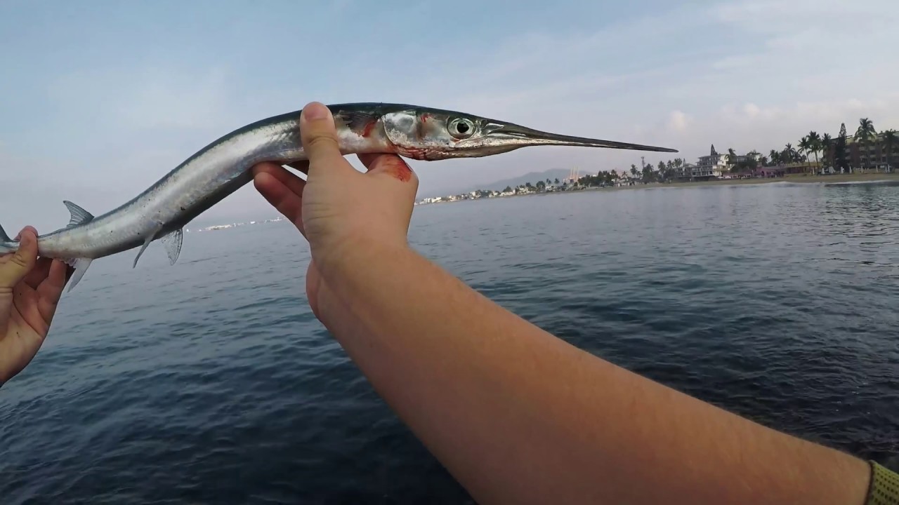 Catching Poor-Mans Marlin and Wrasse in Manzanillo - YouTube