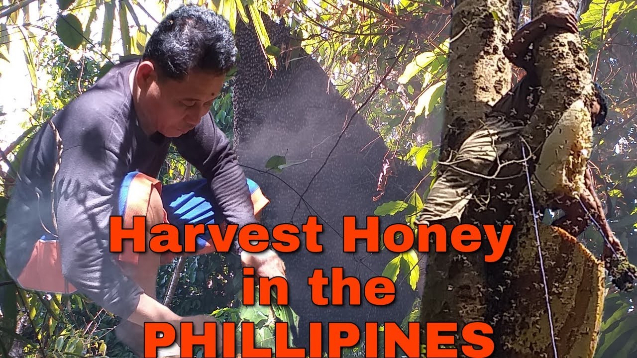 Honeybees in the phillipines(pulot pukyutan.) part1 - YouTube
