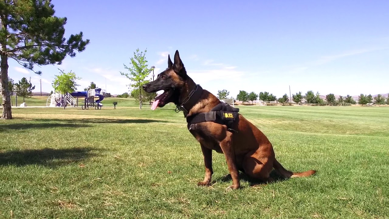 K9 PSA - YouTube