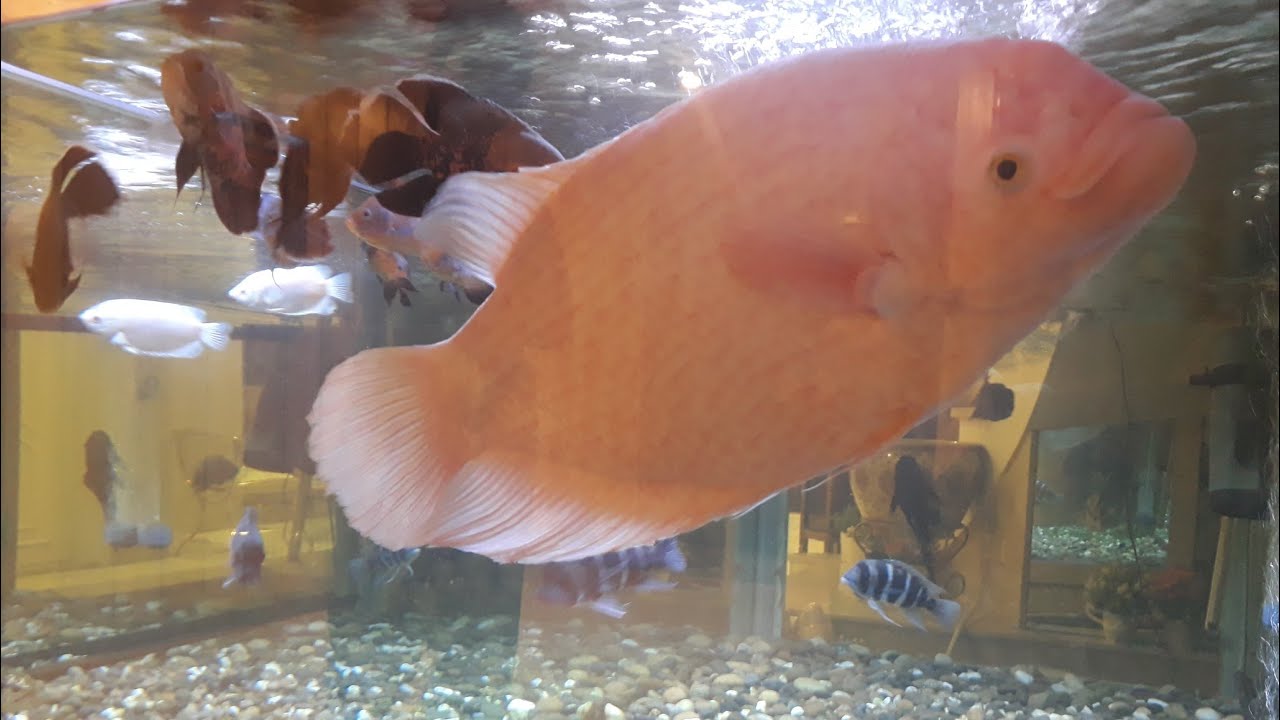 The different kinds of fish and colours inside the Aquarium - YouTube