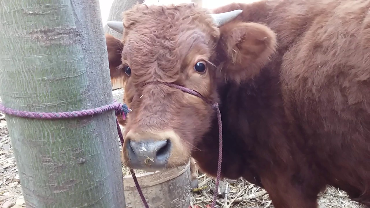 Chinese Cows - YouTube