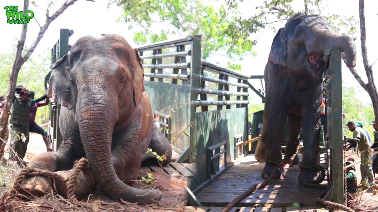 A Mega Mission to catch and transport a giant Elephant to a National ...