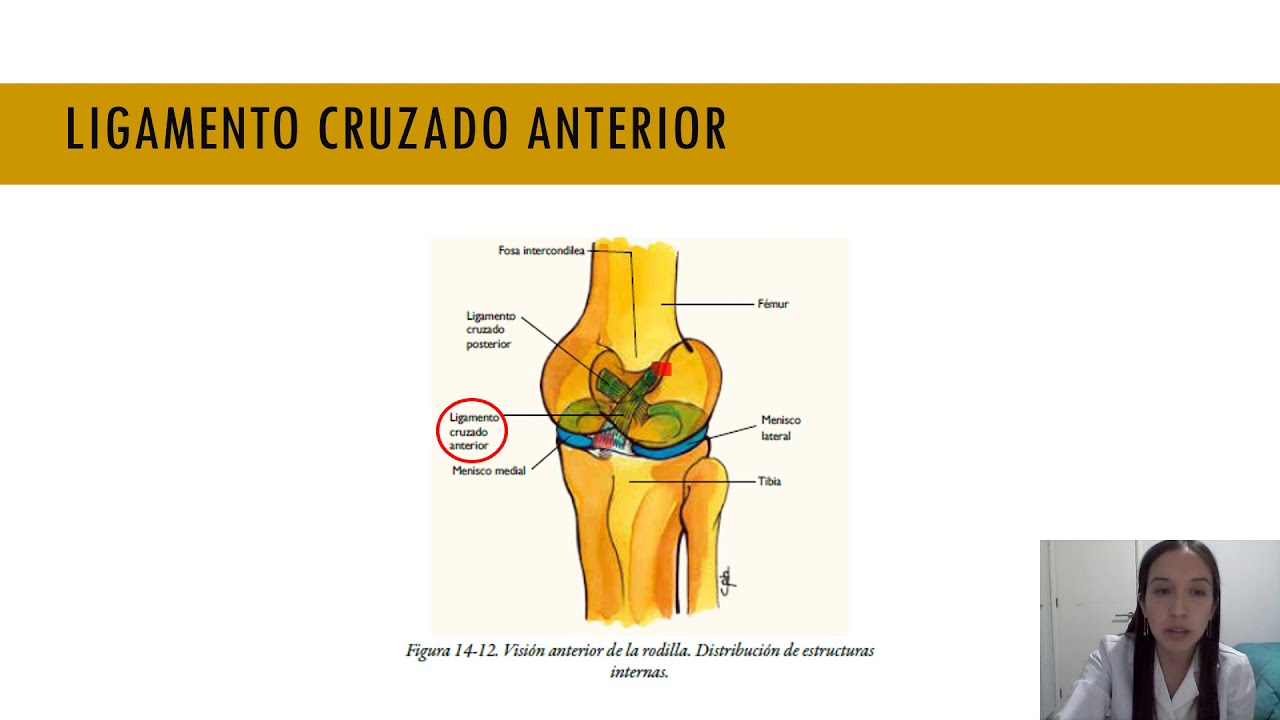 Lesiones de rodilla - Traumatología 2 - Reforzamiento Académico UCM ...