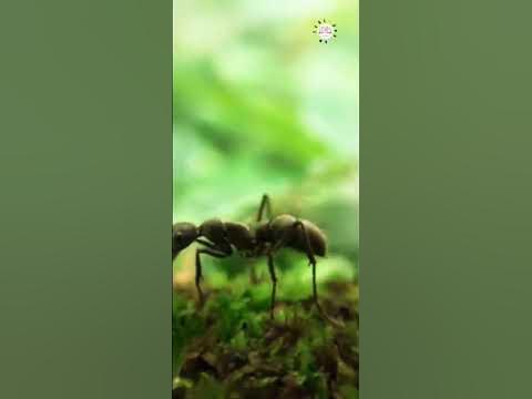 The short Story of the Ants in the Quran. - YouTube