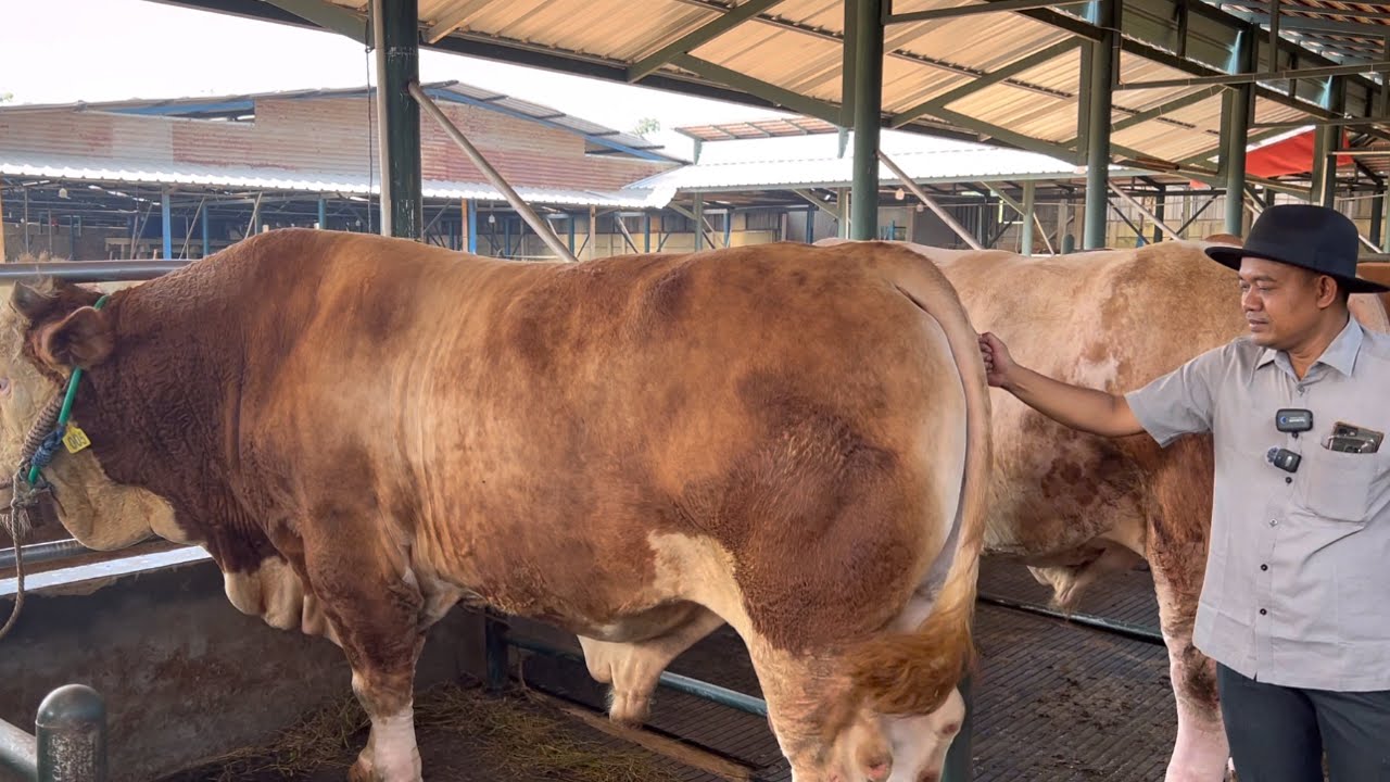 KANDANG SAPI MODERN 2 lantai jakarta simak kisah sukses dan resep ...