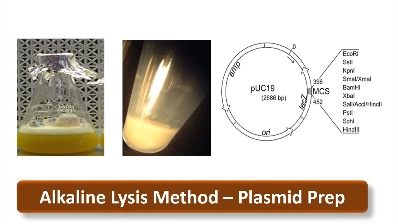 Alkaline lysis - Plasmid Prep / Plasmid Isolation Principle and Method Explained - YouTube