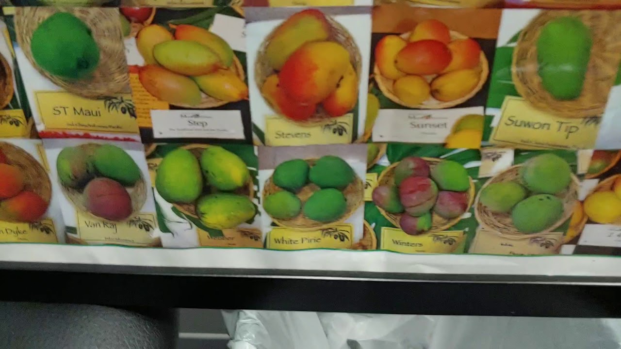 My (MANGO) chart has a frame now😊. - YouTube