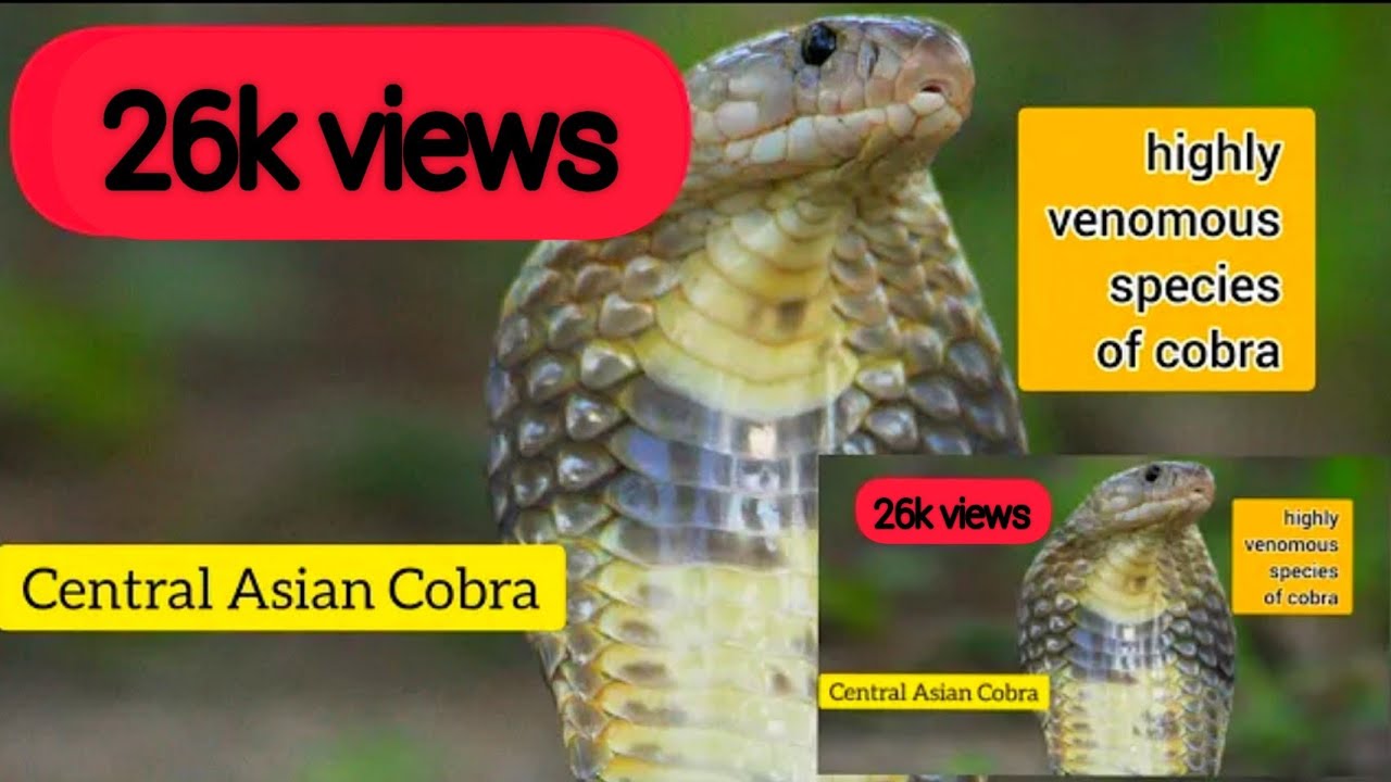 Central Asian Cobra Naja oxiana | Most Venomous Cobra | Himachal ...