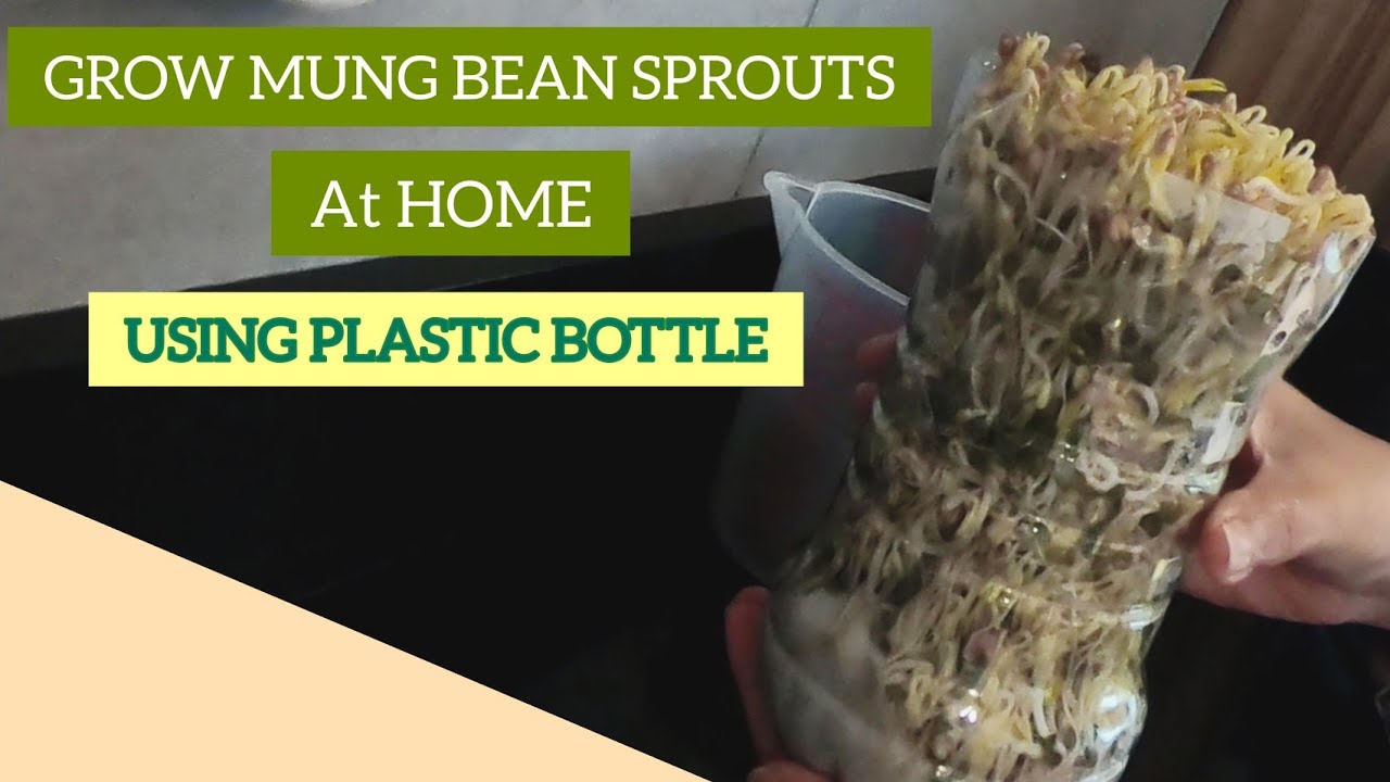 How To Grow Mung Bean Sprouts at Home using Plastic Bottle - YouTube