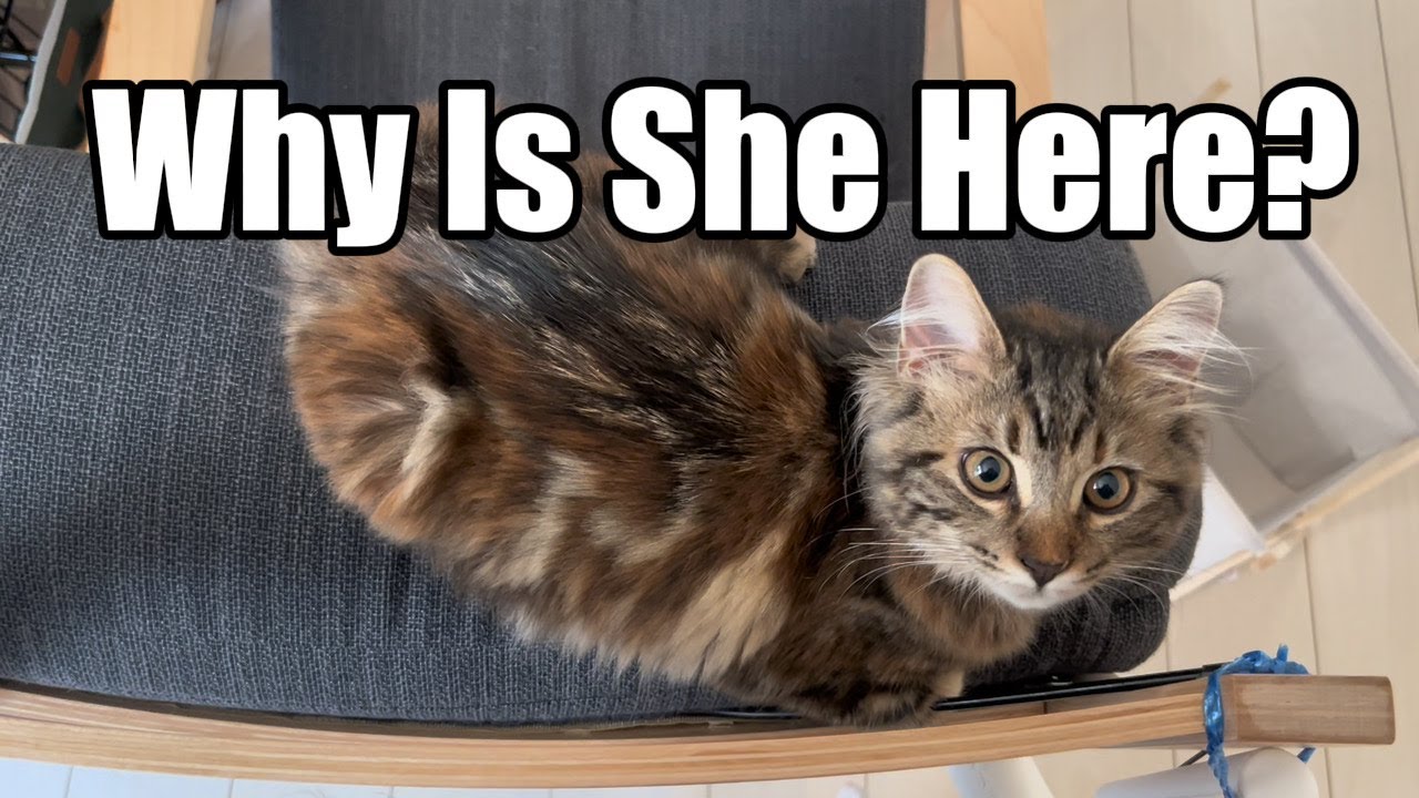 Why is she here? - YouTube